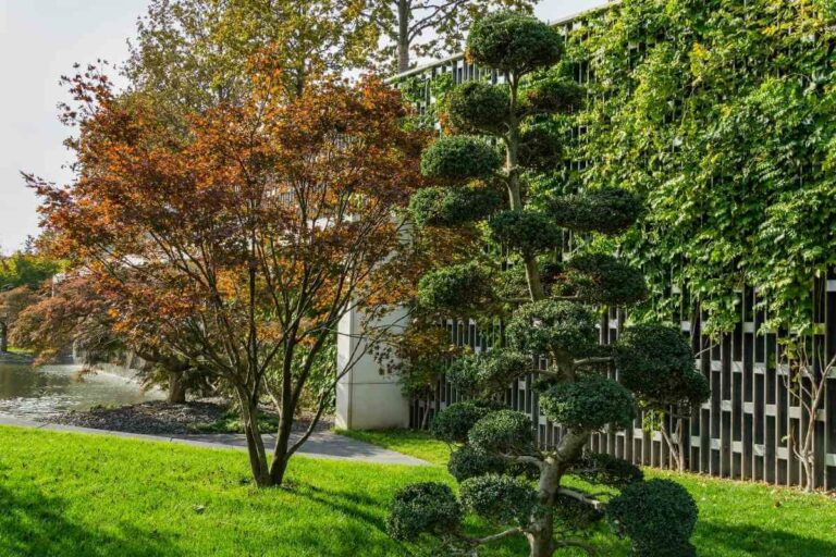 Japanese Pruning Techniques Explained - Gardenia Organic