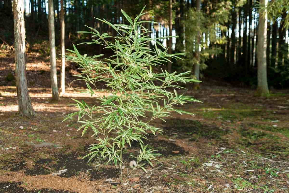 The Eight Types of Japanese Bamboo You Should Know About - Gardenia Organic