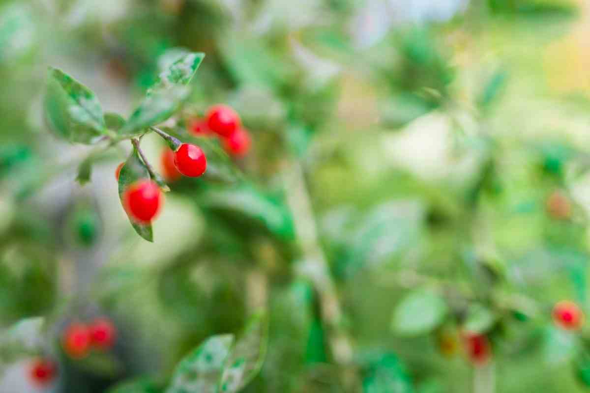 9 Fruit Trees you can Grow Indoors - Gardenia Organic