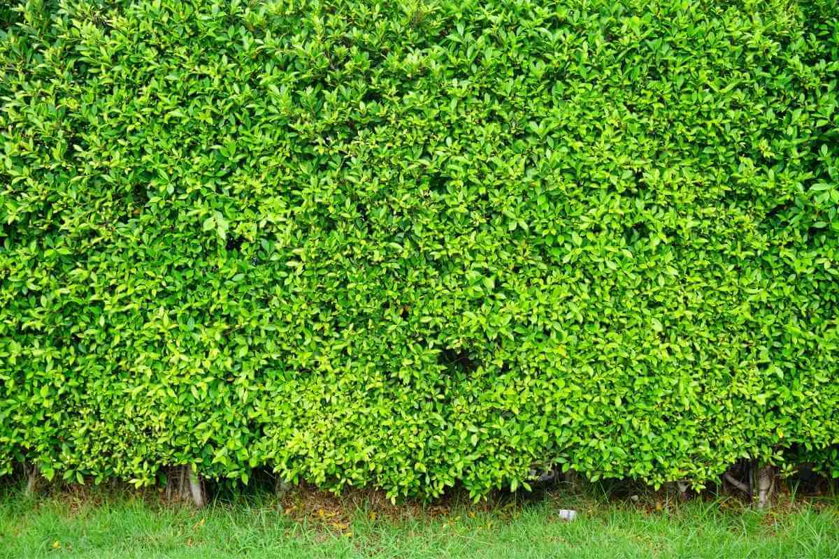 11 Perfect Colors for Your Garden Fence - Gardenia Organic