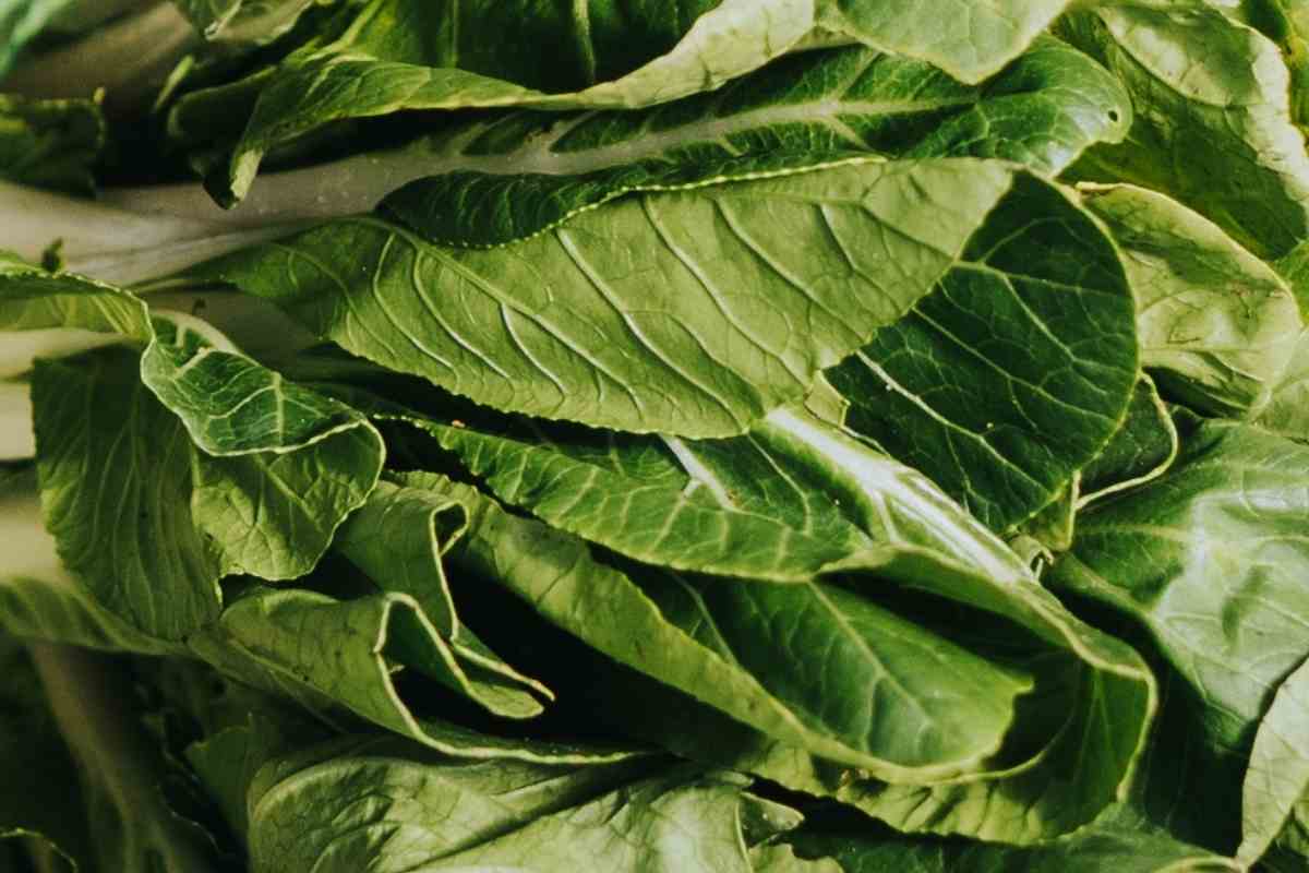 How to Grow Organic Pechay - Gardenia Organic