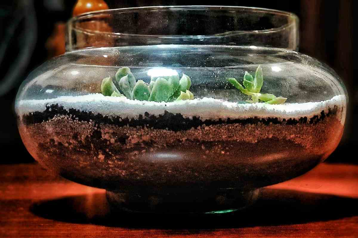 How to Make a Zen Garden Terrarium - Gardenia Organic