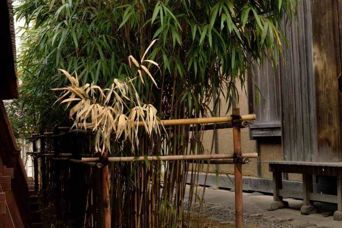 The Eight Types of Japanese Bamboo You Should Know About - Gardenia Organic