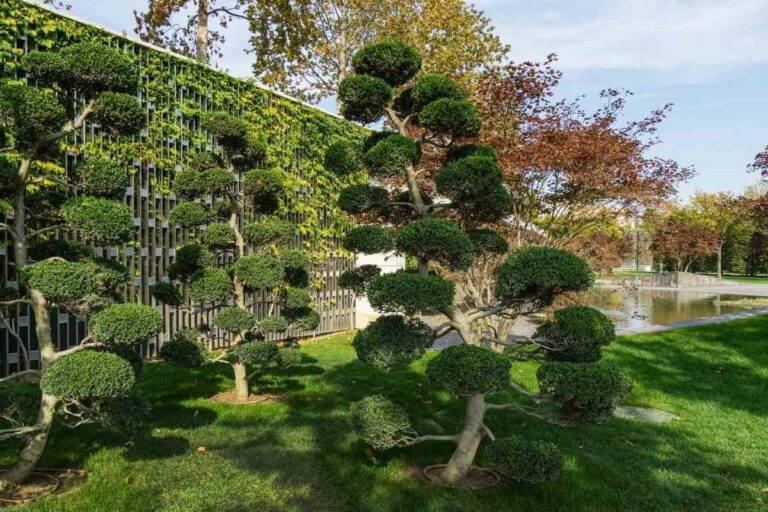 Japanese Pruning Techniques Explained - Gardenia Organic