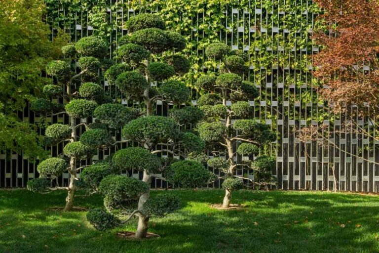 Japanese Pruning Techniques Explained - Gardenia Organic