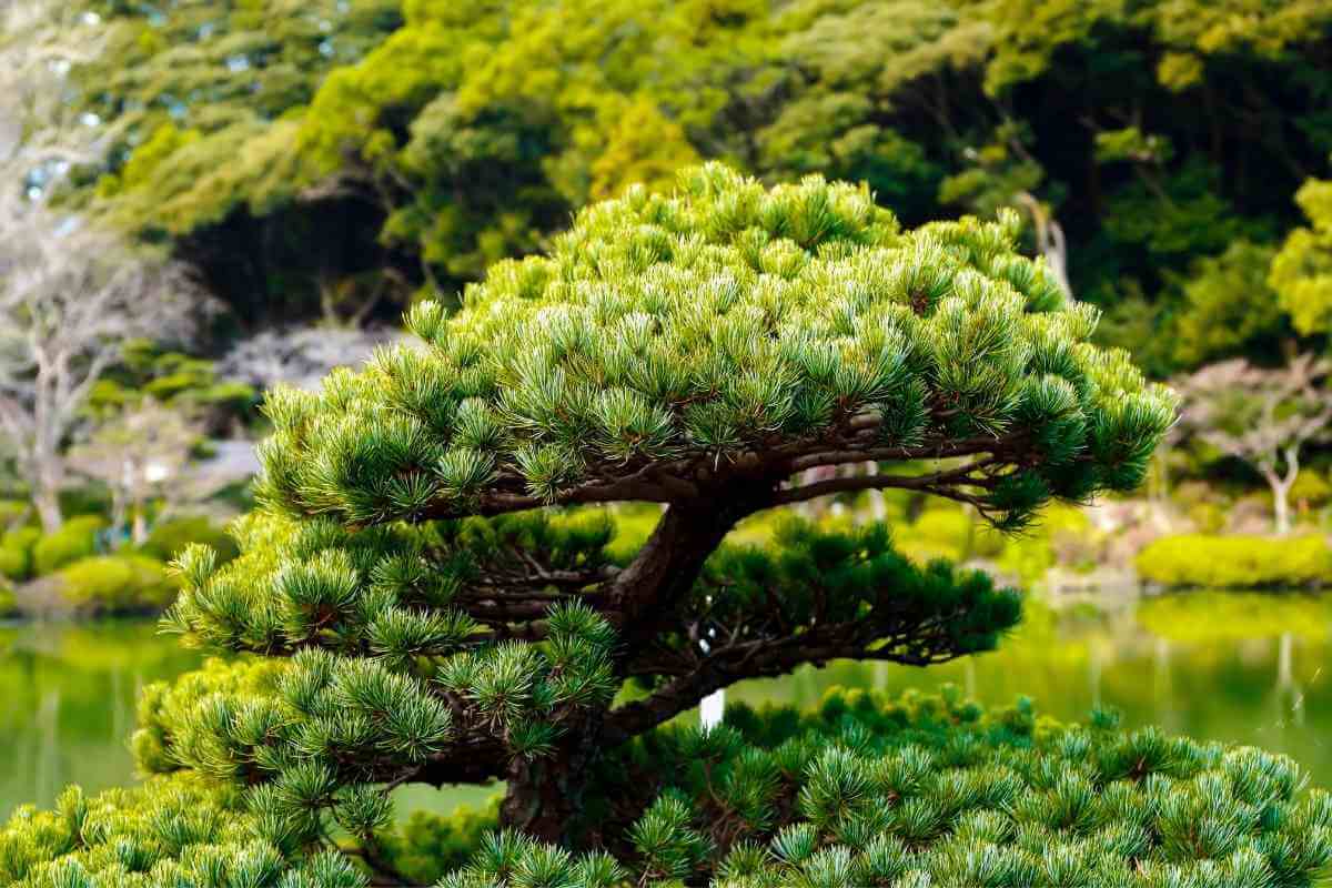 How to Prune Pine Trees Japanese Style - Gardenia Organic