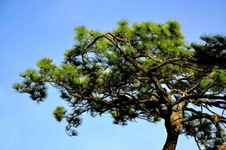 How to Prune Pine Trees Japanese Style - Gardenia Organic