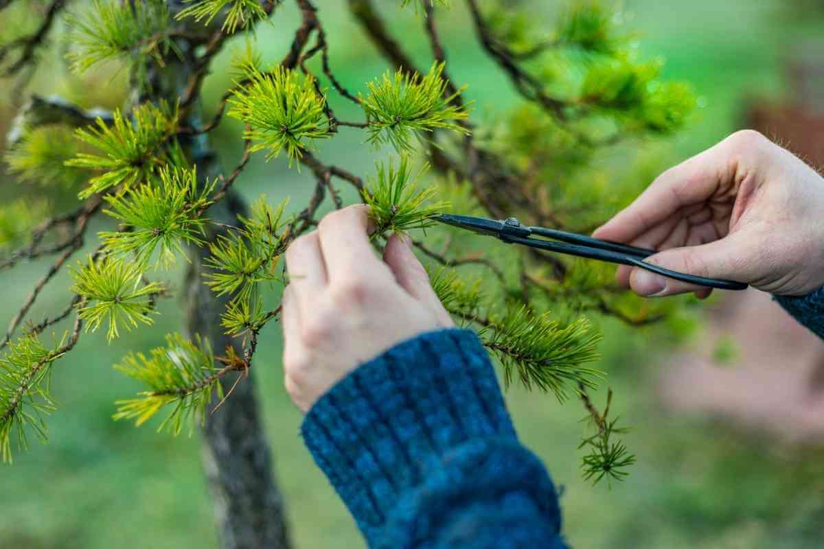 Japanese Pruning Techniques Explained - Gardenia Organic