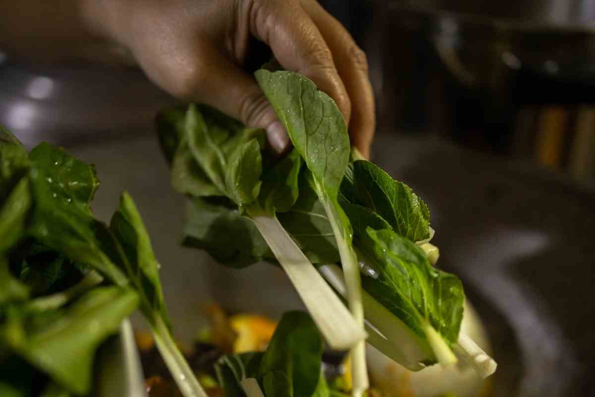 How to Grow Organic Pechay - Gardenia Organic