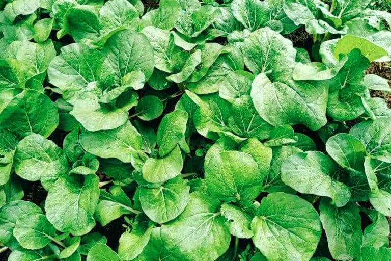 How to Grow Organic Pechay - Gardenia Organic