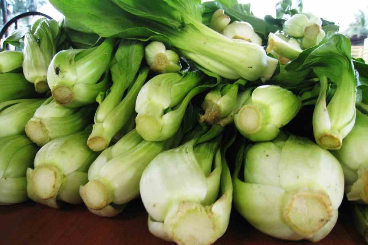 How to Grow Organic Pechay - Gardenia Organic