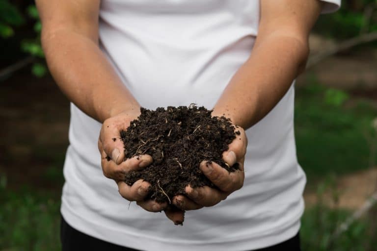 The 6 Best Compost Accelerators (Off The Shelf, Organic, And Homemade ...
