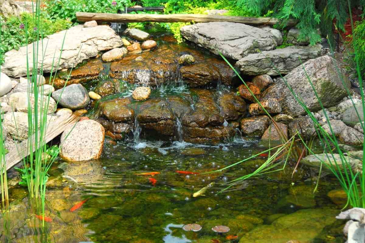 Pond Turn Over (All You Need To Know) - Gardenia Organic