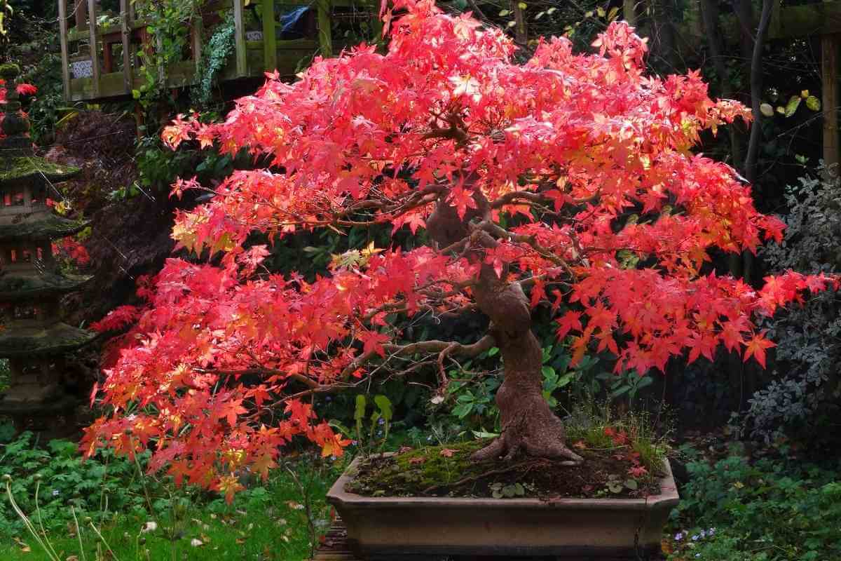 How To Prune Japanese Maple Bonsai - Gardenia Organic