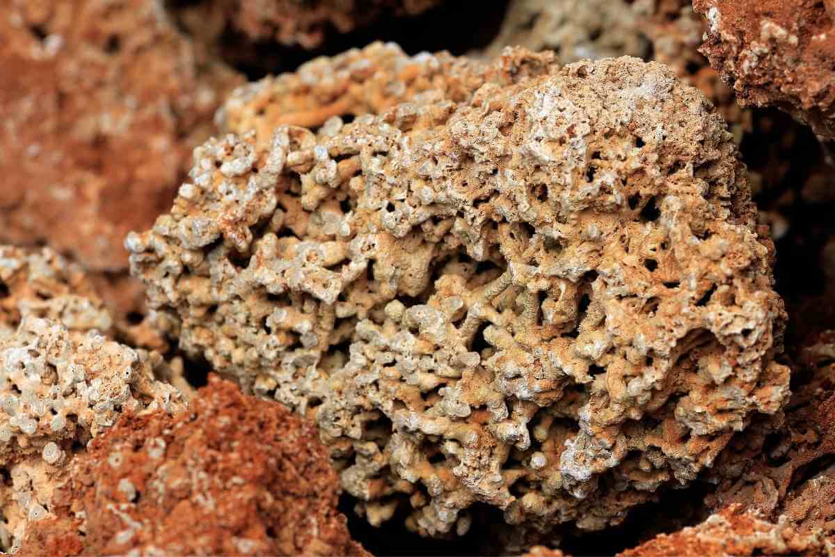 Pumice vs Lava Rock for Plants: Which is Better? - Gardenia Organic