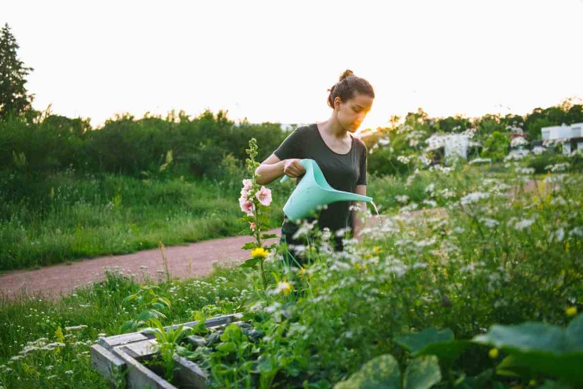 How to Fix Drooping Plants (Bring Your Plant Back to Life) - Gardenia ...