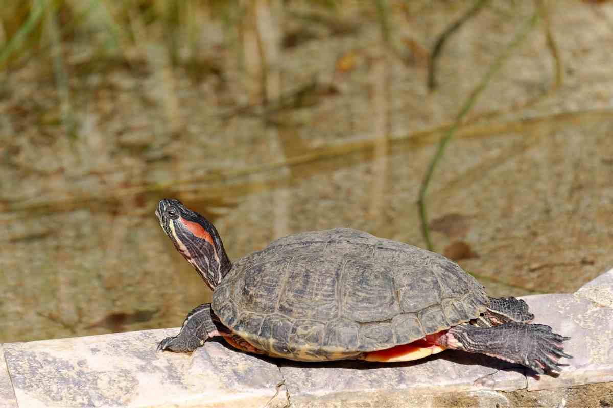 How to Keep Turtles In a Backyard Pond - Gardenia Organic