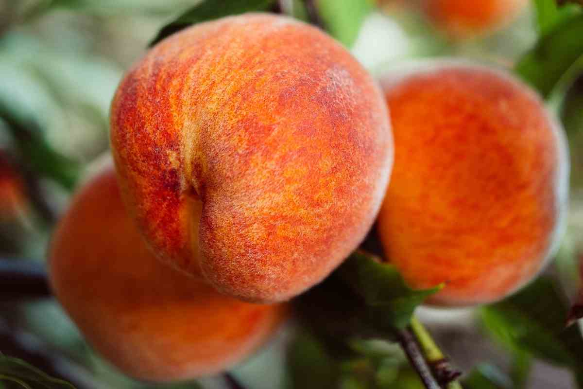 Can you Grow Peach Trees Indoors? (All you need to know) - Gardenia Organic