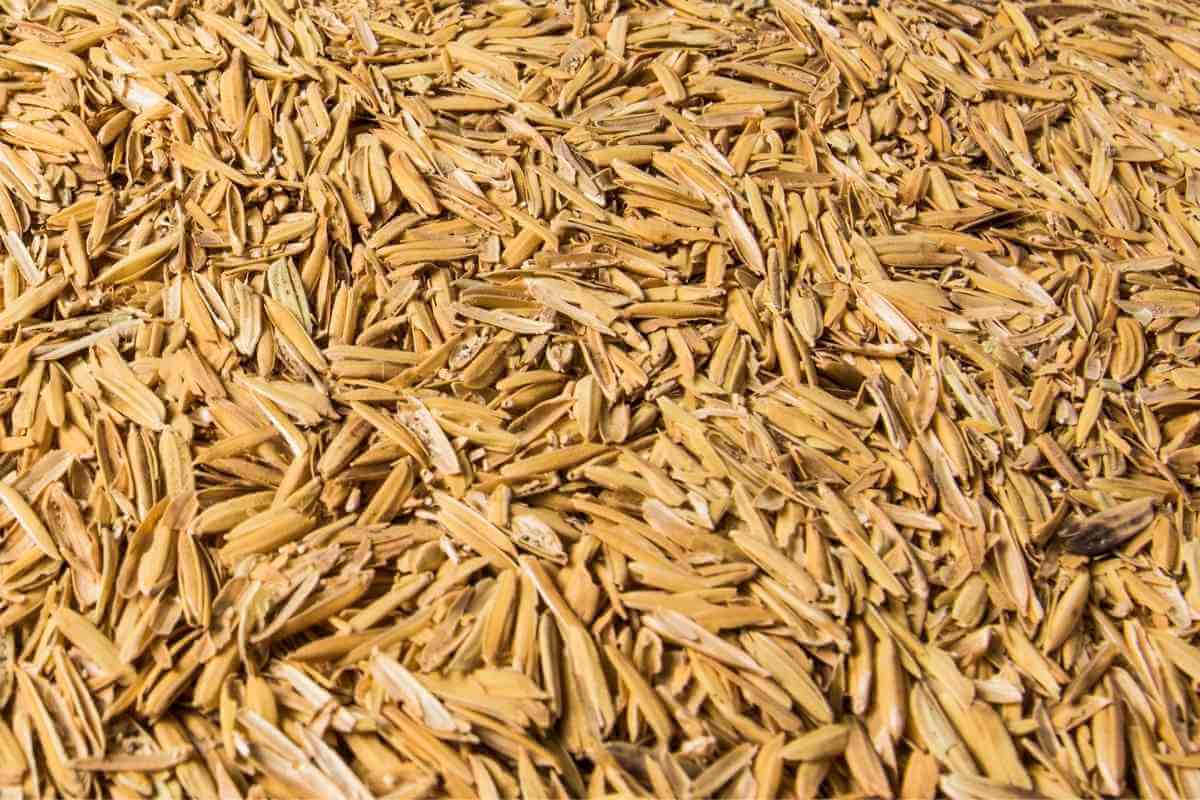 Are Rice Hulls Good For Potting Soil? - Gardenia Organic