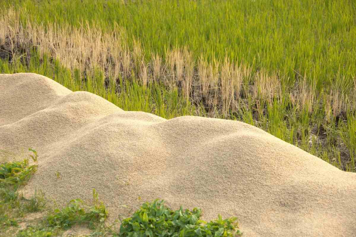 Are Rice Hulls Good For Potting Soil? - Gardenia Organic