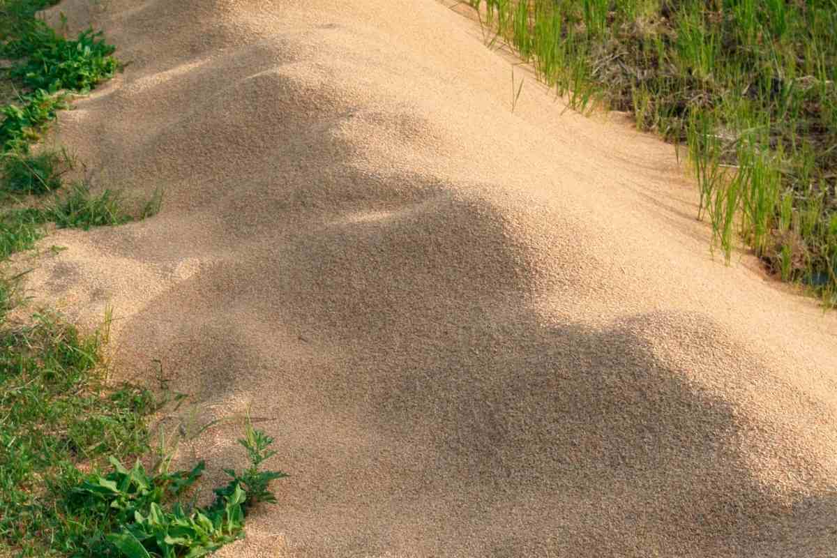 Are Rice Hulls Good For Potting Soil? - Gardenia Organic