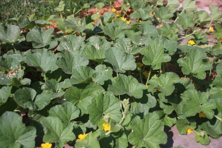 Identifying Squash Plants By Leaves - Gardenia Organic