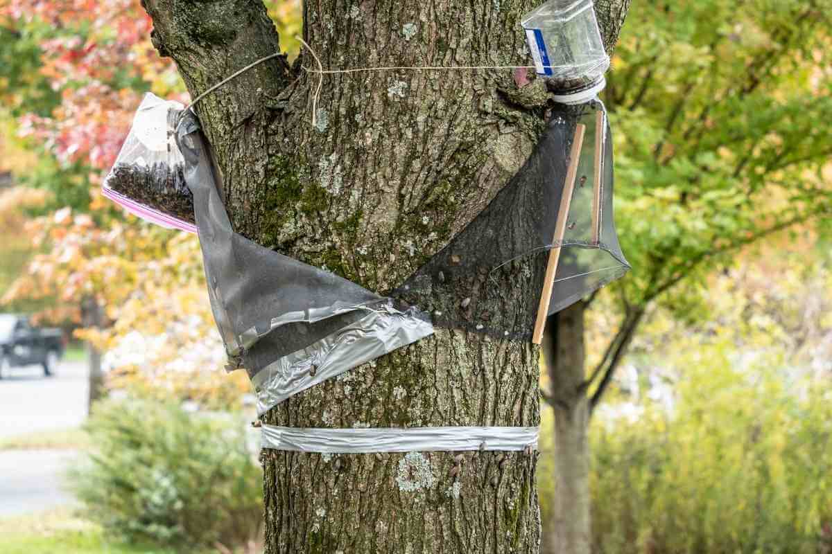 Are Spotted Lanternfly Dangerous? - Gardenia Organic