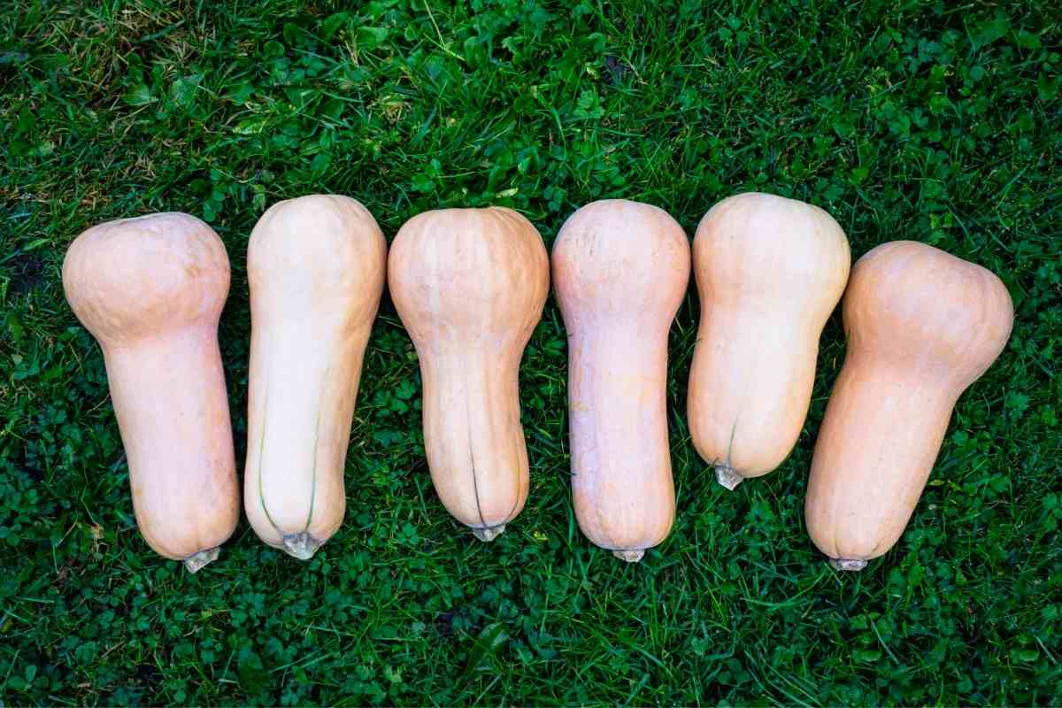 Identifying Squash Plants By Leaves - Gardenia Organic