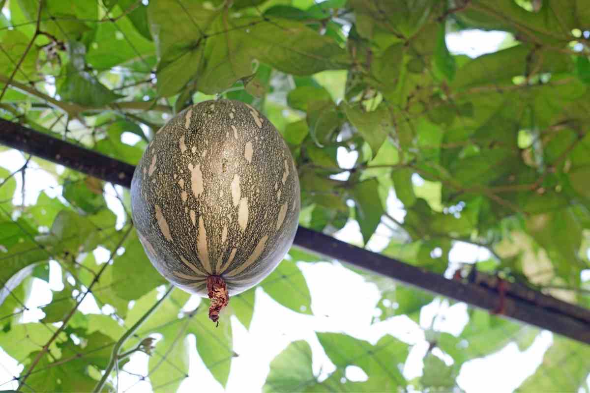 Identifying Squash Plants By Leaves - Gardenia Organic
