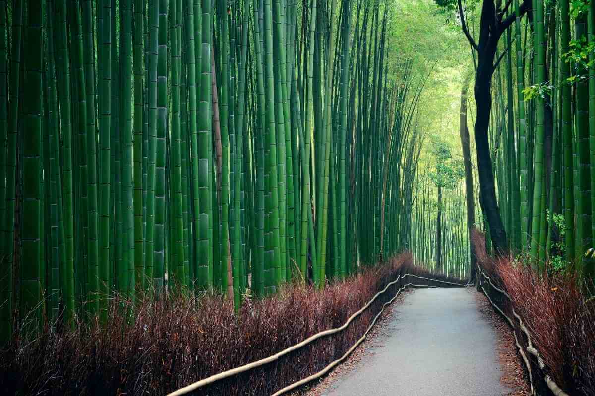 The Eight Types of Japanese Bamboo You Should Know About - Gardenia Organic