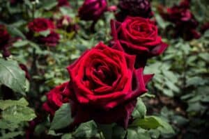 When Do Roses Bloom (Rose Bloom Calendar and States) - Gardenia Organic