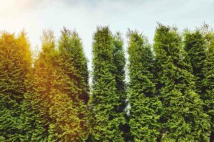 7 Fast Growing Sound Barrier Trees (Noise Reducing Trees) - Gardenia ...