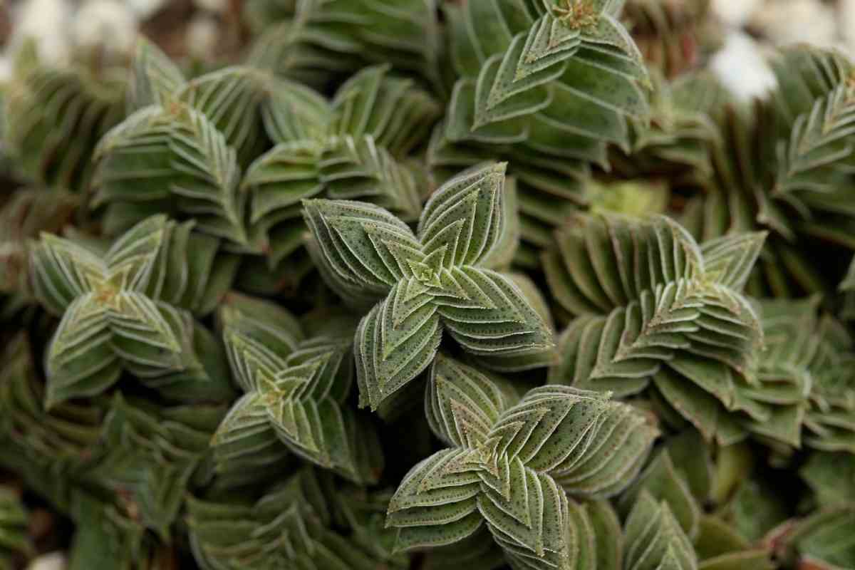 Beginners Guide to Crassula Picturata (Tiger Jade) - Gardenia Organic