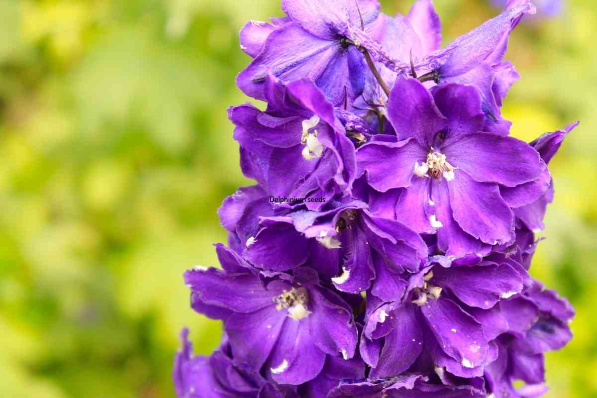 How to Grow Delphiniums (Complete Guide With Images) - Gardenia Organic