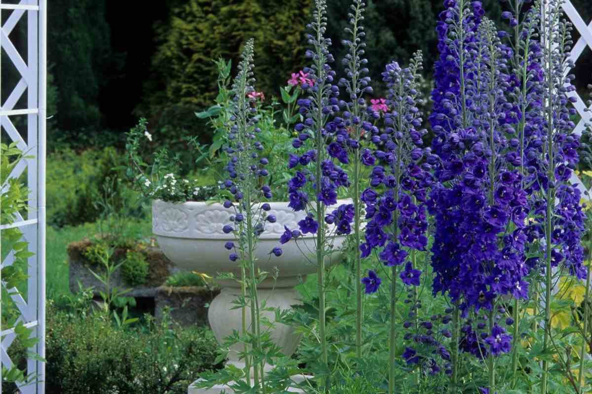 How to Grow Delphiniums (Complete Guide With Images) - Gardenia Organic