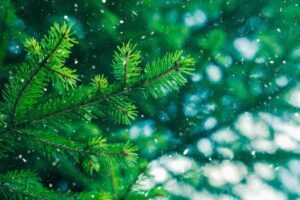 7 Fast Growing Sound Barrier Trees (Noise Reducing Trees) - Gardenia ...