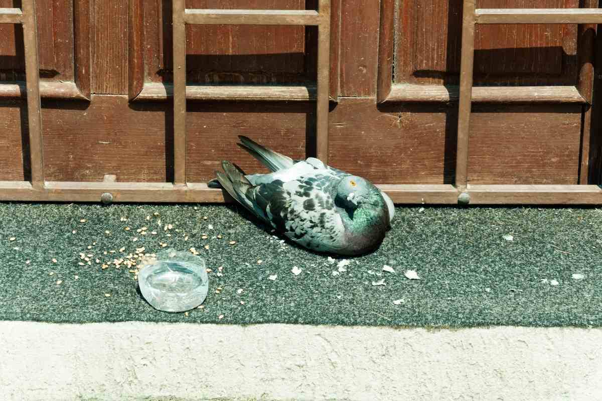 What to Do with an Injured Pigeon in Your Backyard? - Gardenia Organic