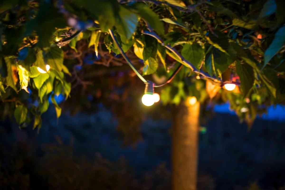 9 Unusual Festoon Lights for Your Garden - Gardenia Organic