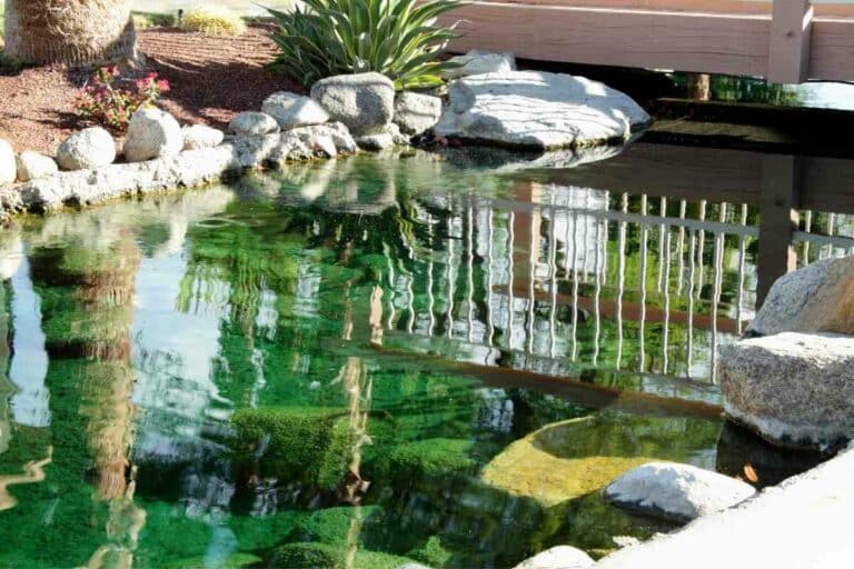 How to Find Pond Leak (Quick Method to Find the Leaks) - Gardenia Organic