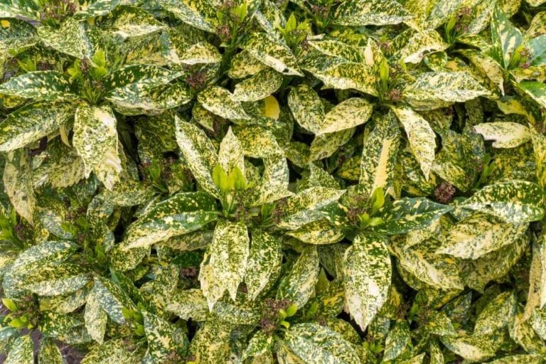 Complete Guide To Keeping Gold Dust Plants - Gardenia Organic