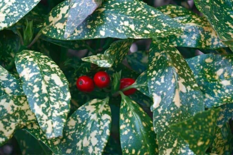 Complete Guide To Keeping Gold Dust Plants - Gardenia Organic
