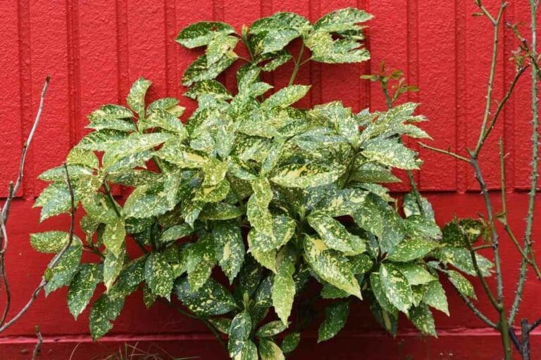 Complete Guide To Keeping Gold Dust Plants - Gardenia Organic