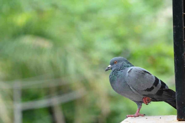 What to Do with an Injured Pigeon in Your Backyard? - Gardenia Organic