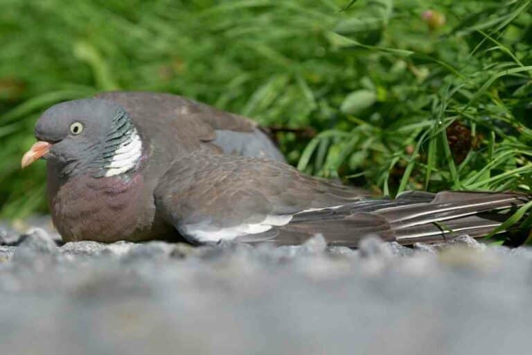 What to Do with an Injured Pigeon in Your Backyard? - Gardenia Organic