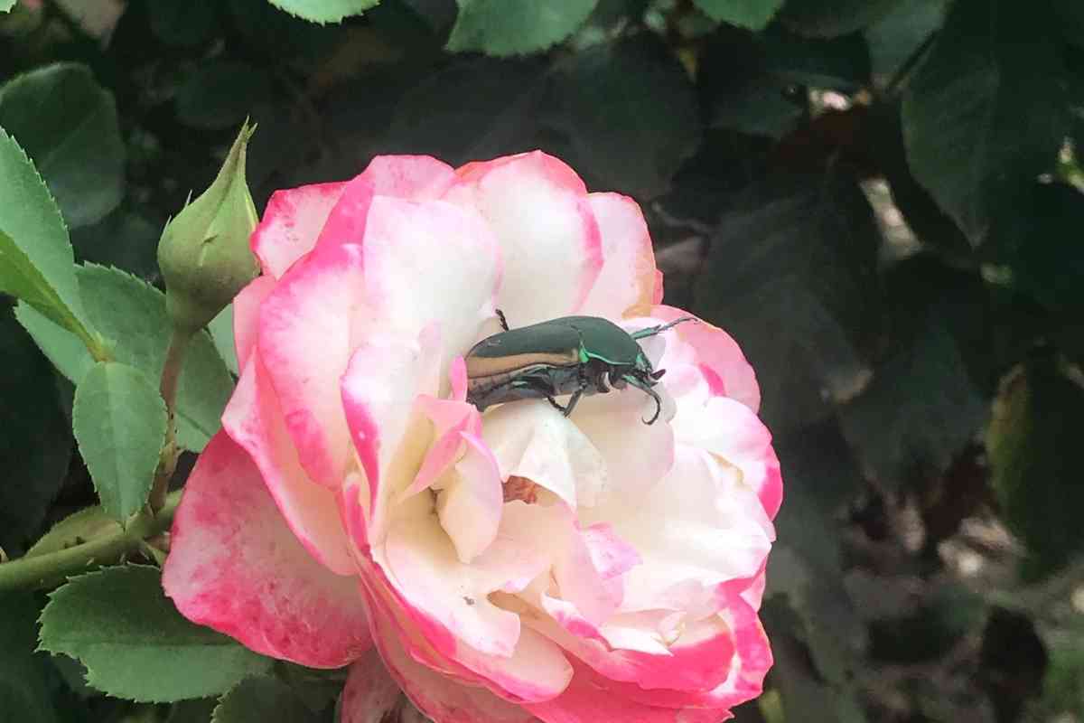 Japanese Beetles – A Gardener’s Guide - Gardenia Organic