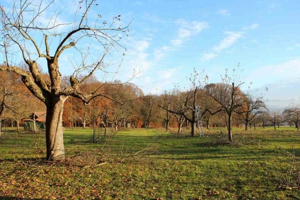 How to Make a Tree Grow New Branches - Gardenia Organic