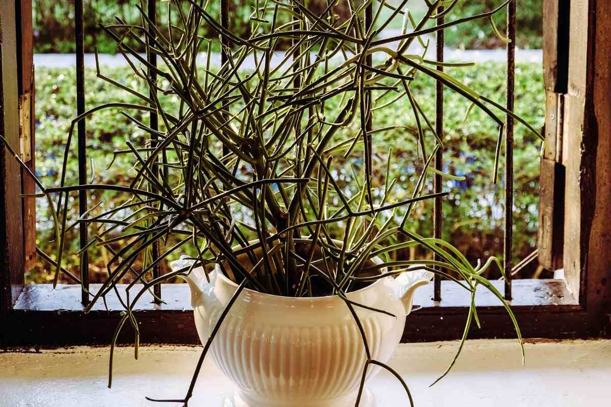 Pencil Cactus Dying? (7 Reason Why and How To Save It) - Gardenia Organic