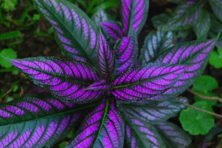 21 Purple House Plants (Indoor varieties with images) - Gardenia Organic