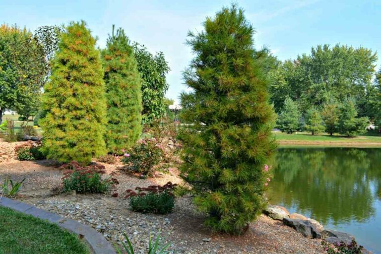 7 Fast Growing Sound Barrier Trees (Noise Reducing Trees) - Gardenia ...