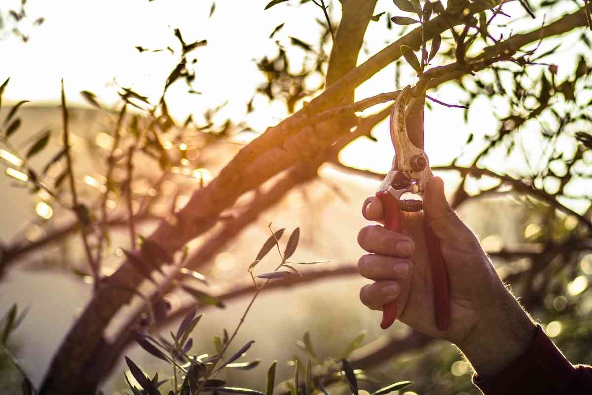 How to Make a Tree Grow New Branches - Gardenia Organic